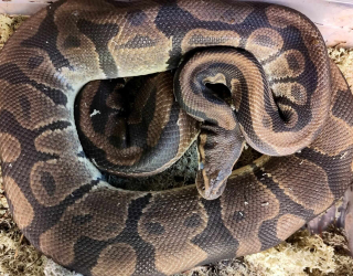 Unsere Tiere - Tierpark Neumünster