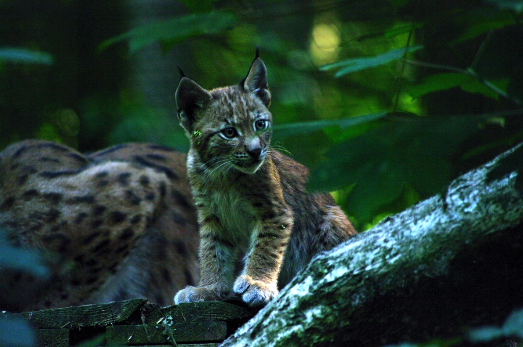 Süße Jungtiere im Tierpark - Tierpark Neumünster